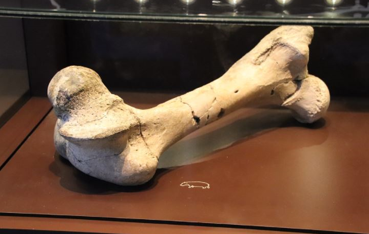 Biblical Animals of Animals which Surprisingly Once Live in Israel ...