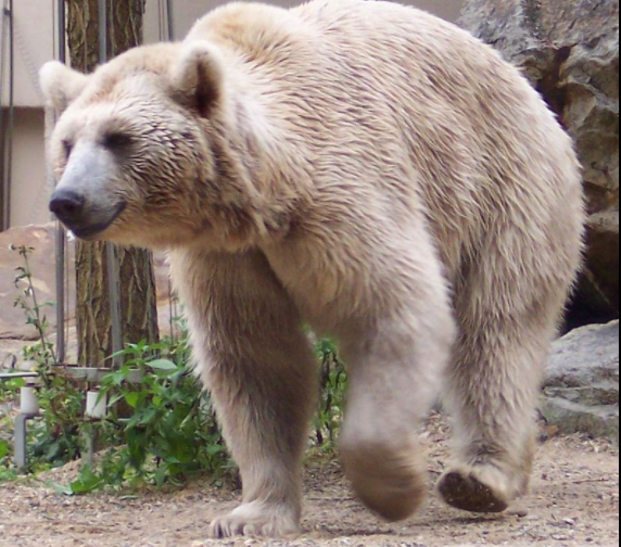 Biblical Animals of Animals which Surprisingly Once Live in Israel ...